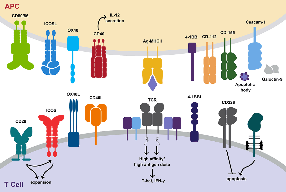 Th1细胞概述-诺为生物是eBioscience, Miltenyi,STEMCELL, SunJinLab,LGC Lucigen Biosearch授权代理商,是干细胞,免疫学研究的专业化服务平台