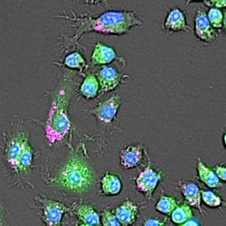 pHrodo™ BioParticles™ Conjugates for Phagocytosis and Phagocytosis Kit ...