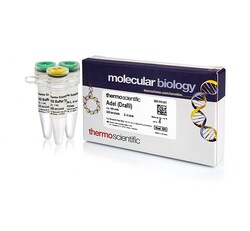 AdeI (DraIII) (10 U/μL)