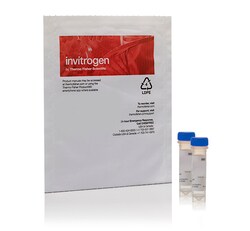 Rhod-2，AM，细胞可透过性