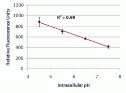 pHrodo™ Red和 Green AM 细胞内 pH 指示剂染料