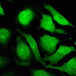 pHrodo™ Red和 Green AM 细胞内 pH 指示剂染料