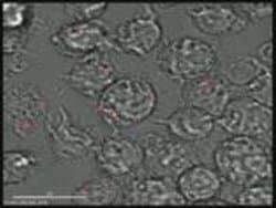 pHrodo™ BioParticles™ Conjugates for Phagocytosis and Phagocytosis Kit ...