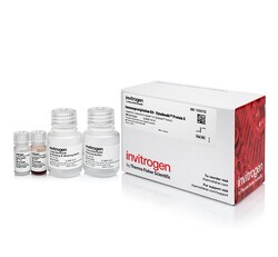 Dynabeads™ Protein G Immunoprecipitation Kit