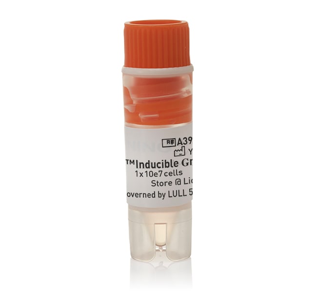 Expi293F™ 诱导 GnTI- 细胞，中国 1 vial | Buy Online | Gibco™ | thermofisher.cn