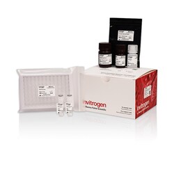 Cell Copper (Cu) Colorimetric Assay Kit