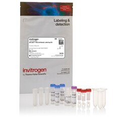 pHrodo™ Deep Red 抗体标记试剂盒