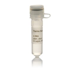 λ DNA (dam–, dcm–)