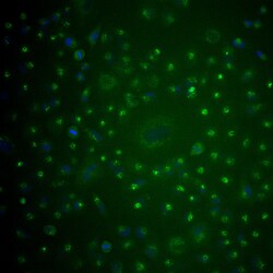 Zenon™ pHrodo™ iFL IgG 标记试剂