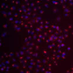 Zenon™ pHrodo™ iFL IgG 标记试剂