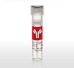 Single-Stranded DNA Binding Protein (SSB)