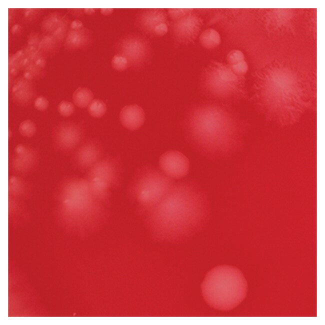 Culti-Loops™ 单核细胞增生李斯特菌 ATCC™ 7644™