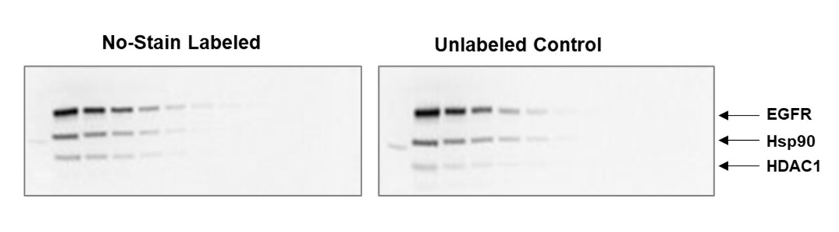 Total Protein Normalization Reagent for Western Blotting | Thermo ...