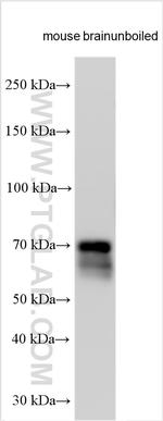 VGLUT2 Polyclonal Antibody (29209-1-AP)