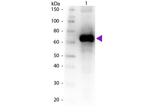Anti-FITC Antibodies | Invitrogen