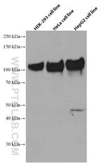 LAMP2 Monoclonal Antibody (2D3B9) (66301-1-IG)