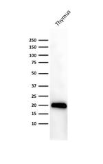 CD3e (T-Cell Marker) Monoclonal Antibody (PC3/188A) (916-MSM10-P0)