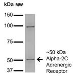 alpha-2c Adrenergic Receptor Monoclonal Antibody (N330A/80) (MA5-27724)