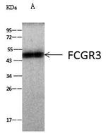 CD16/CD32 Recombinant Monoclonal Antibody (015) (MA5-29707)
