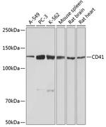 Anti-CD41 Antibodies | Invitrogen
