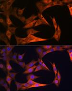 Anti-GAPDH Antibodies | Invitrogen