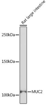 Anti-MUC2 Antibodies | Invitrogen