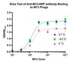 Anti-M13 Phage coat protein Antibodies | Invitrogen