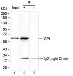 GPI Monoclonal Antibody (K94005_19C2) (MA5-55714)