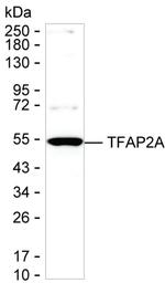AP2 alpha Monoclonal Antibody (K92029_15F12) (MA5-55880)