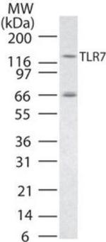 TLR7 Polyclonal Antibody (PA1-28109)