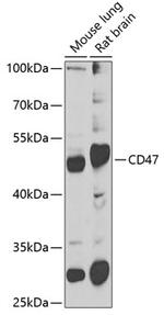 Anti-CD47 Antibodies | Invitrogen