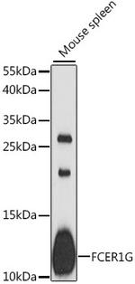 Anti-FCER1G Antibodies | Invitrogen
