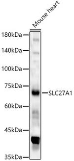 SLC27A1 Polyclonal Antibody (PA5-110387)