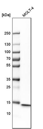 Anti-CD3 zeta (CD247) Antibodies | Invitrogen