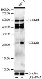 GSDMD Polyclonal Antibody (PA5-116815)