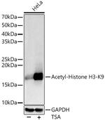H3K9ac Polyclonal Antibody (PA5-117092)