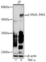 Anti-MLKL Antibodies | Invitrogen