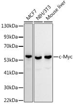 Anti-c-Myc Antibodies | Invitrogen