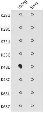 Ub-K48 Polyclonal Antibody (PA5-120616)