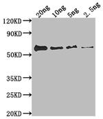 fimH Polyclonal Antibody (PA5-144495)