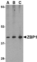 ZBP1 Polyclonal Antibody (PA5-20455)