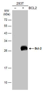 Bcl-2 Polyclonal Antibody (PA5-27094)