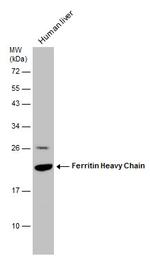 Ferritin Heavy Chain Polyclonal Antibody (PA5-27500)