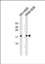 Anti-CD300ld Antibodies | Invitrogen