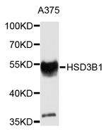 Anti-HSD3B1 Antibodies | Invitrogen