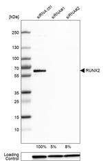 RUNX2 Polyclonal Antibody (PA5-82787)