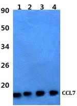 MCP-3 Polyclonal Antibody (PA5-86885)
