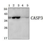Anti-Caspase 3 Antibodies | Invitrogen