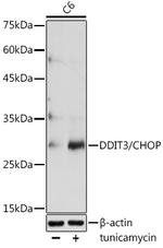 CHOP Polyclonal Antibody (PA5-88116)
