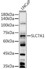 SLC7A1 Polyclonal Antibody (PA5-90039)